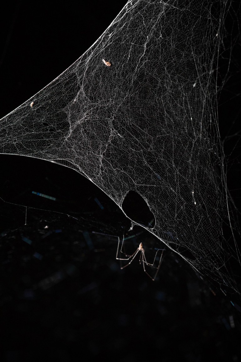 Arachnophilia.net — SPIDER / WEBS