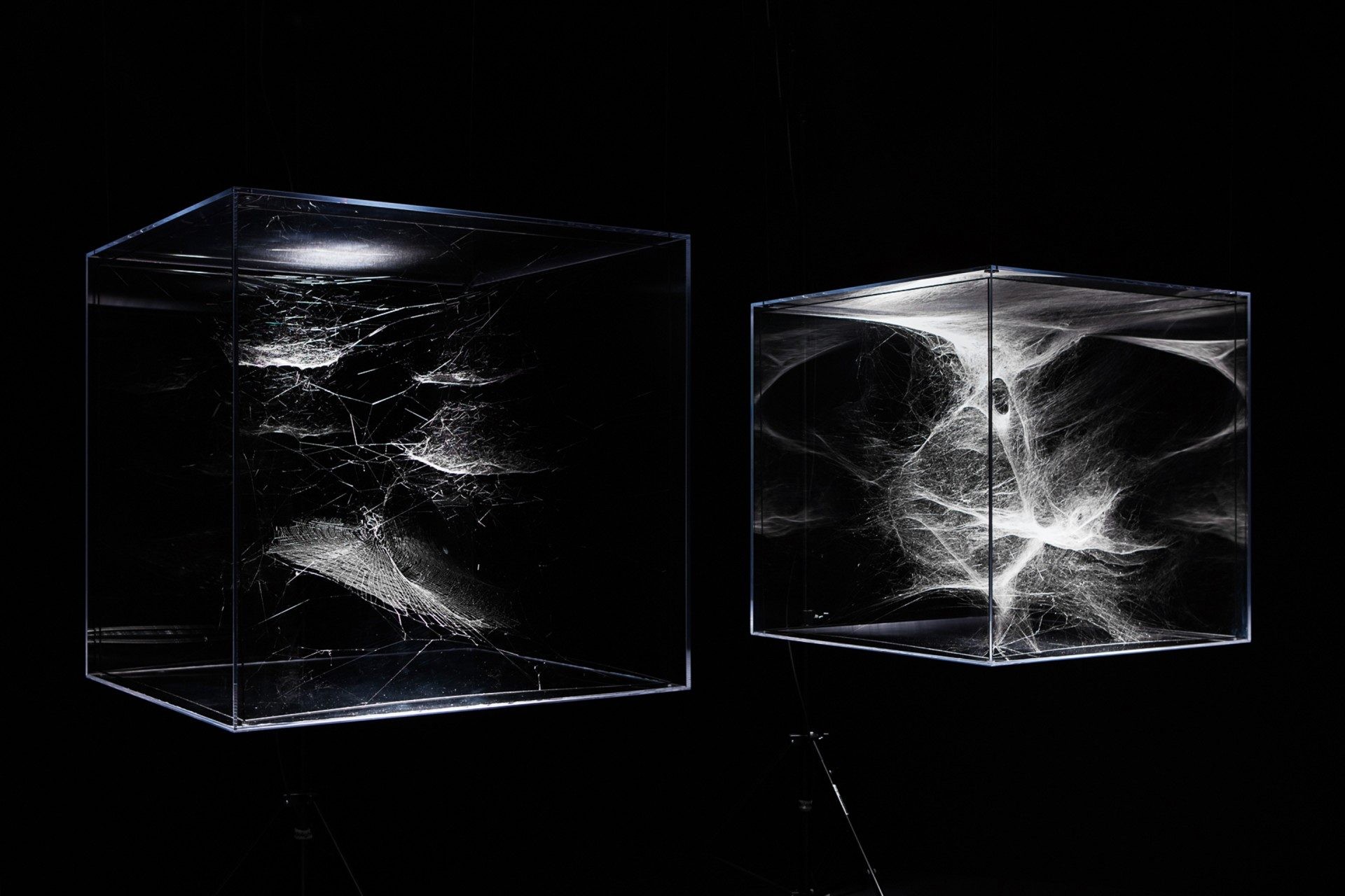 Arachnophilia.net — SPIDER/WEBS