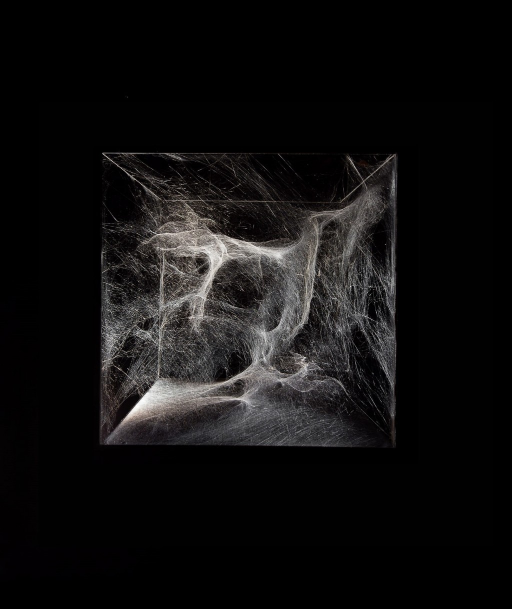 Arachnophilia.net — SPIDER/WEBS