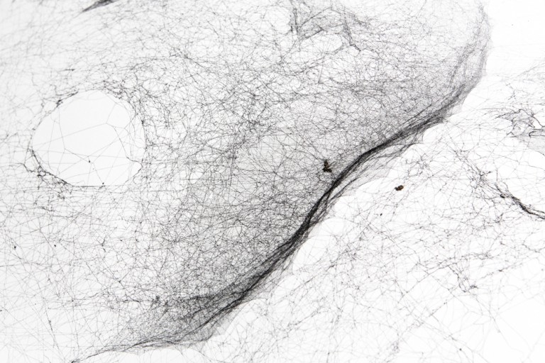 Arachnophilia.net — SPIDER/WEBS