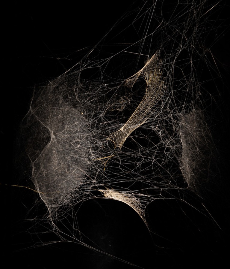 Arachnophilia.net — SPIDER / WEBS