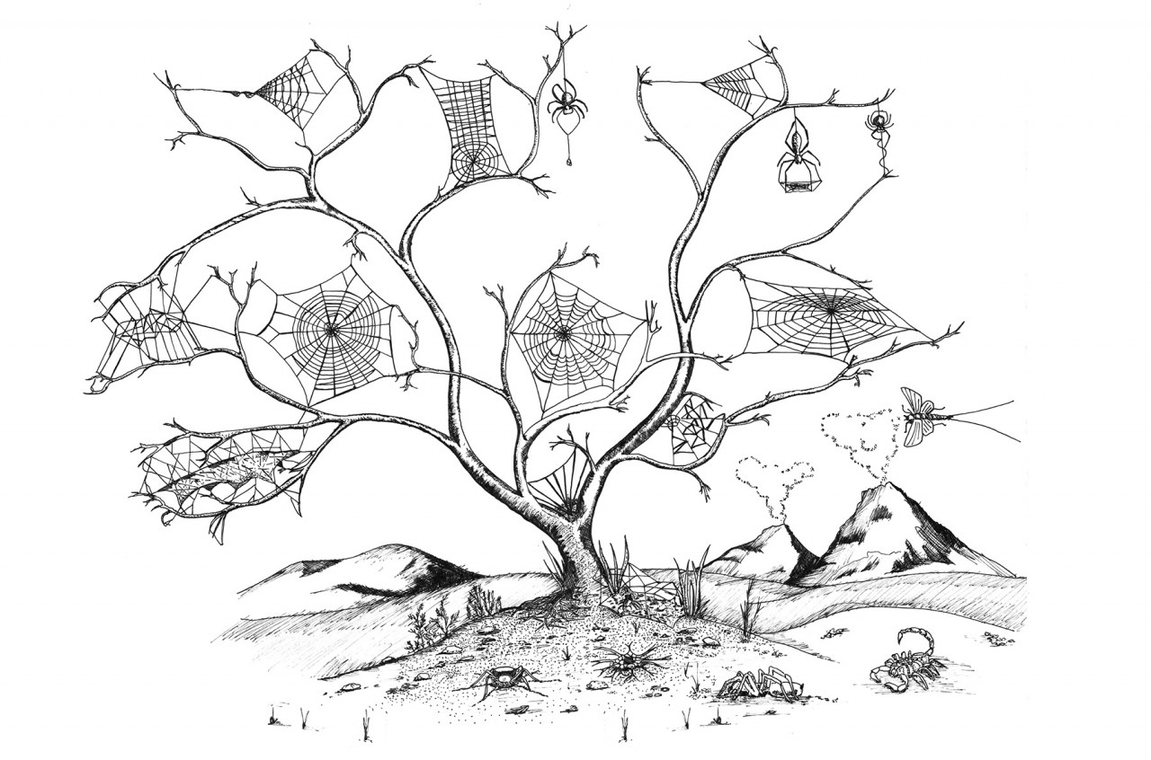 Arachnophilia.net — SPIDER/WEBS