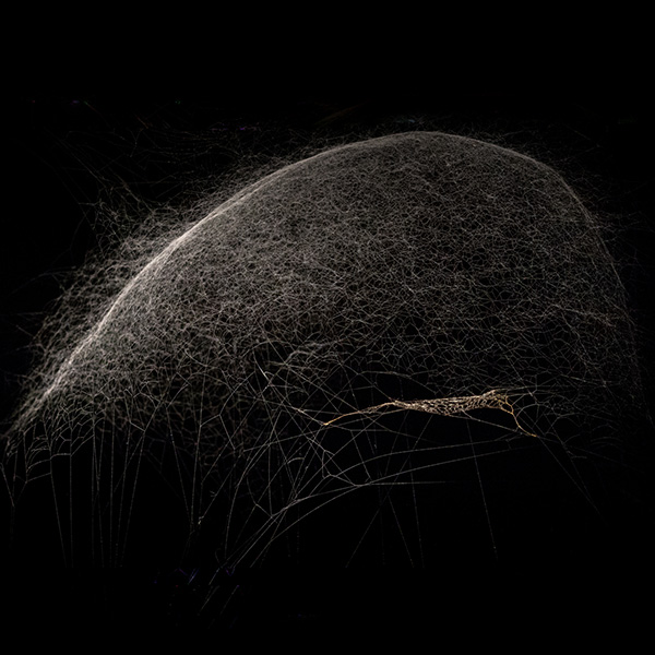 Arachnophilia.net — SPIDER / WEBS