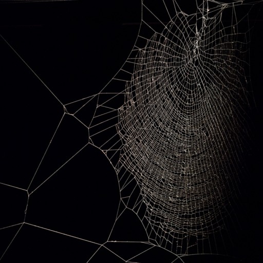 Arachnophilia.net — SPIDER/WEBS