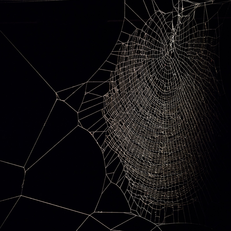 Arachnophilia.net — SPIDER / WEBS