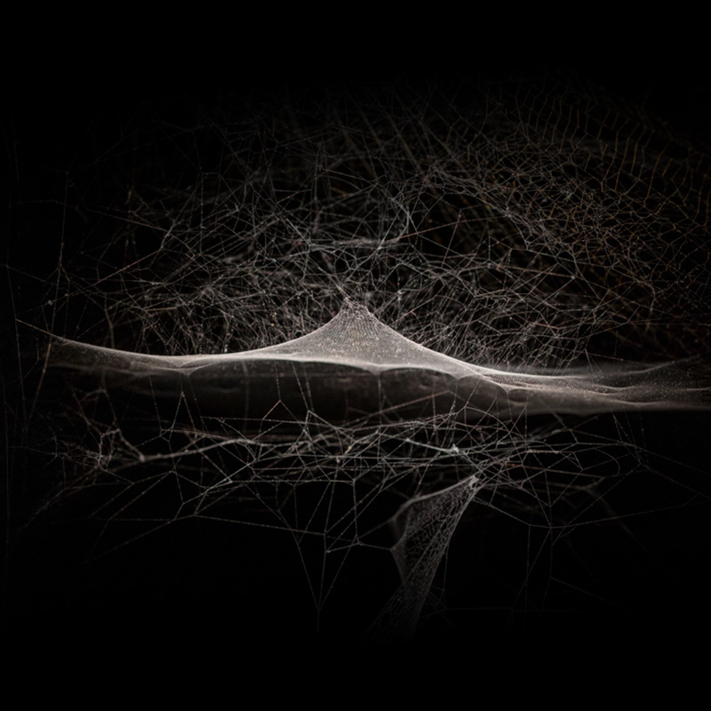 Arachnophilia.net — SPIDER / WEBS