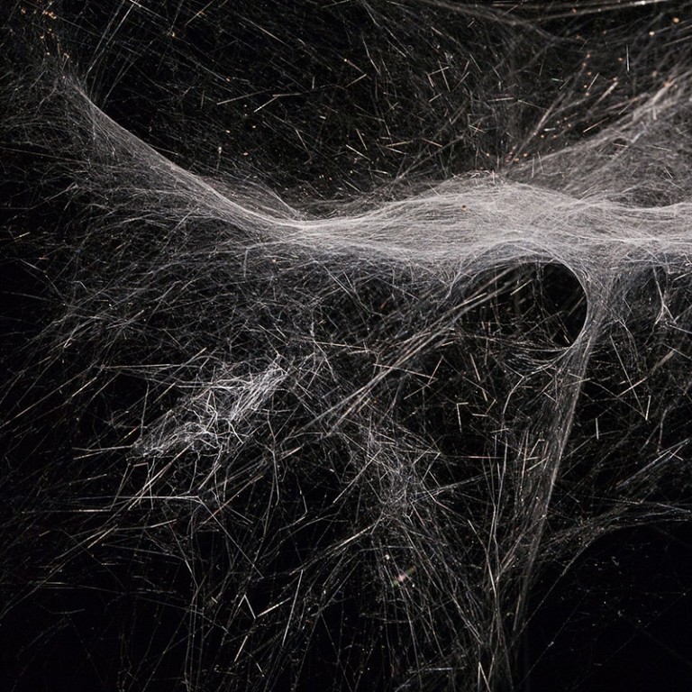 Arachnophilia.net — SPIDER / WEBS