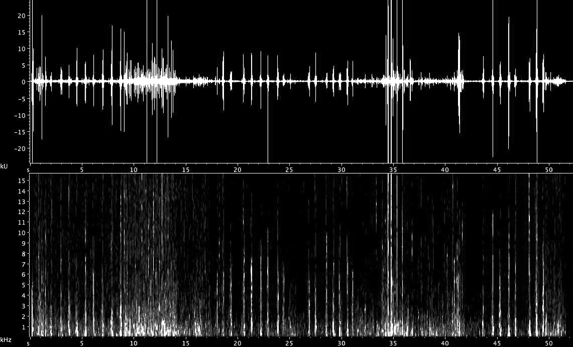 Arachnophilia.net — VIBRATIONS / SONIFYING